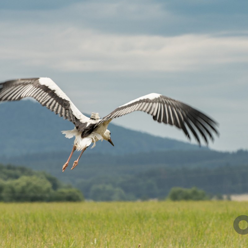 Anitra HOME - Anitra