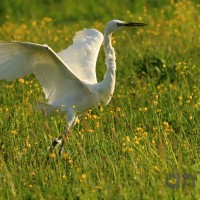 anitracking.com - Anitra